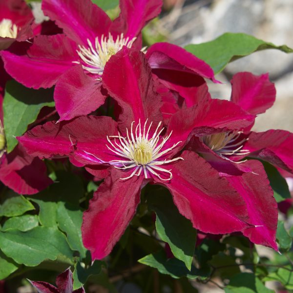 Red Varieties - Donahue's Greenhouse